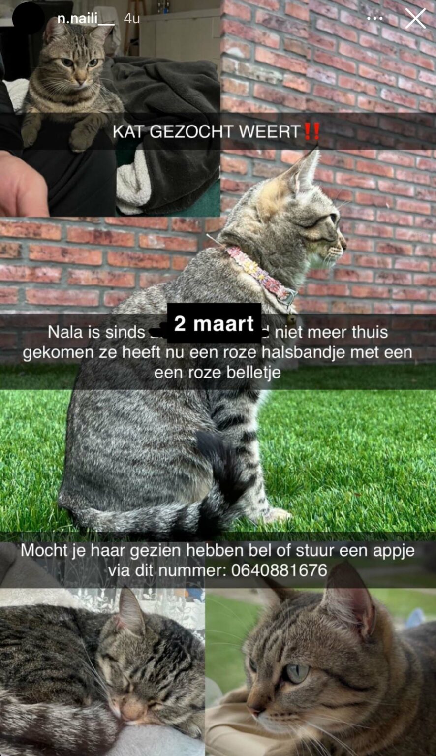 Vermist: Kat (Nala)