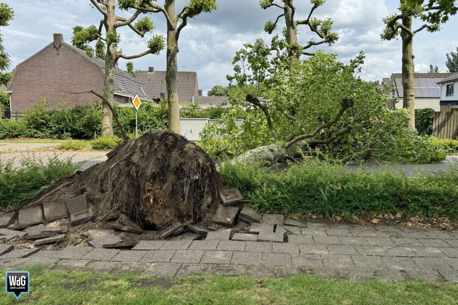 Boom valt op auto aan Sint Jozefslaan