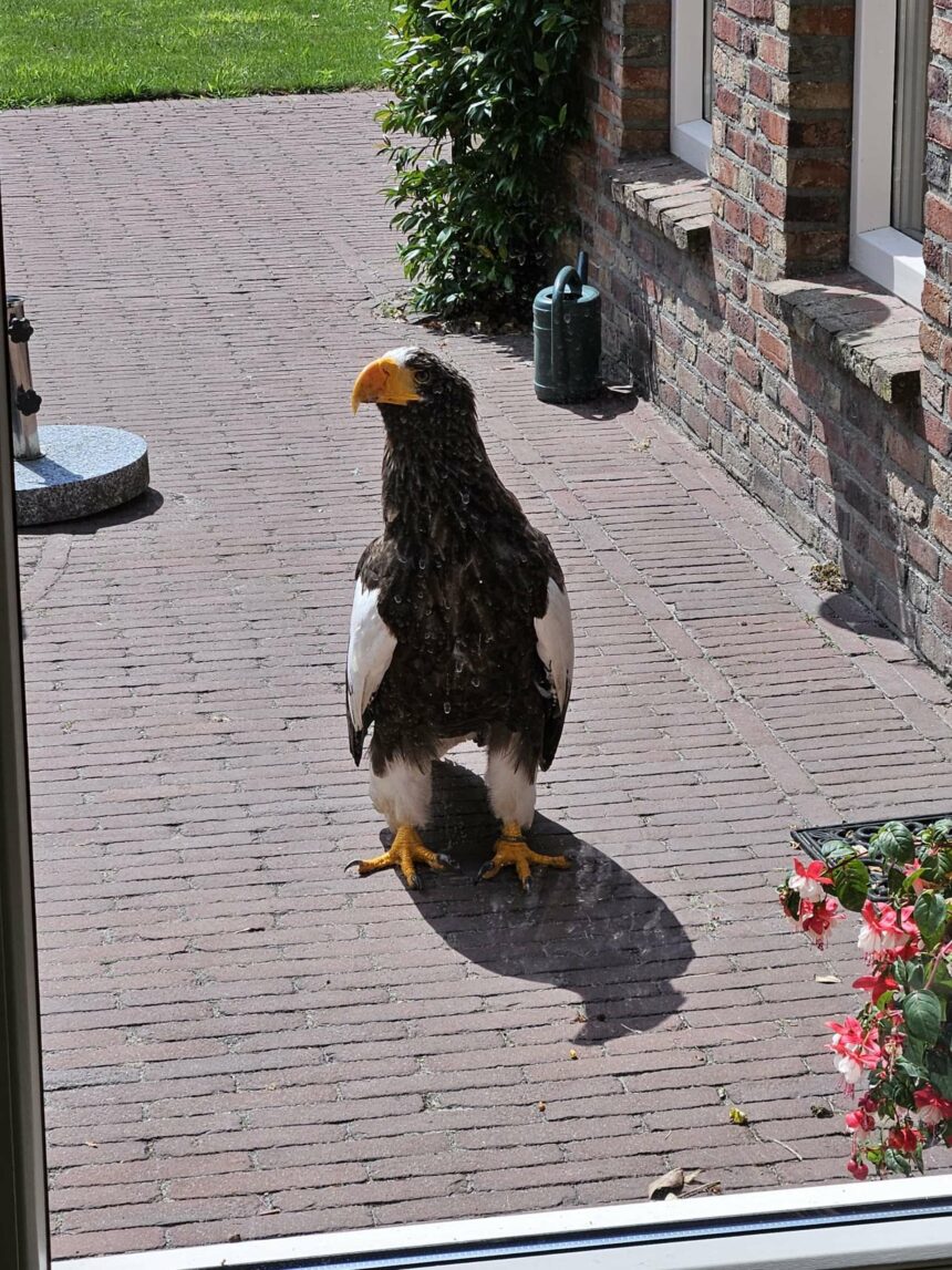 Ontsnapte Stellers zeearend gevangen bij Nederweert-Eind